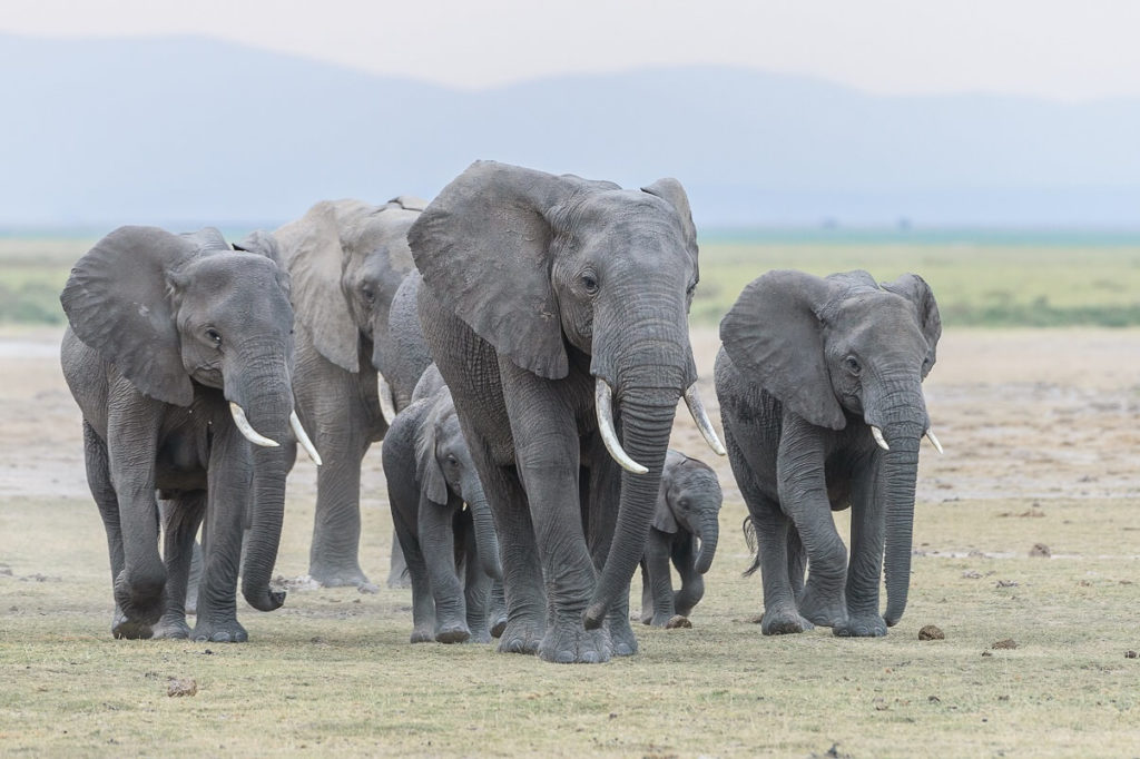 Flora y fauna: definición, características, tipos y ejemplos