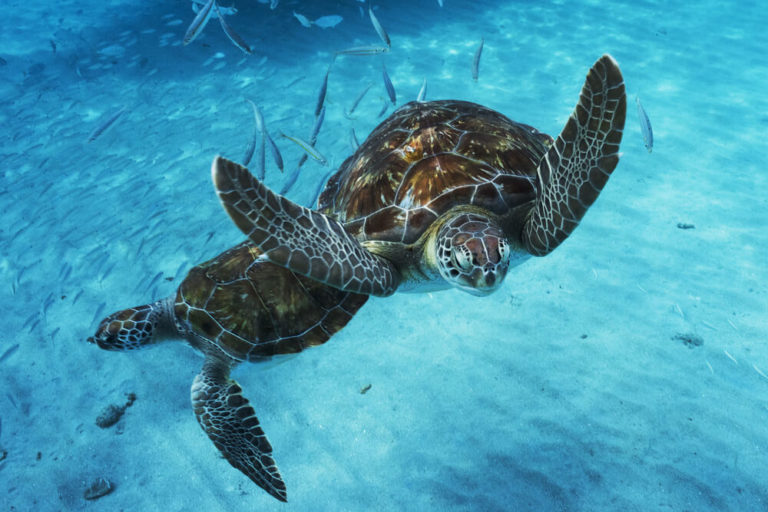 Los 22 Animales de la Costa Peruana Más Importantes