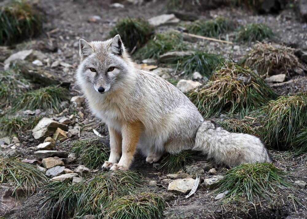 Clima seco: qué es, características, tipos, localización, flora, fauna