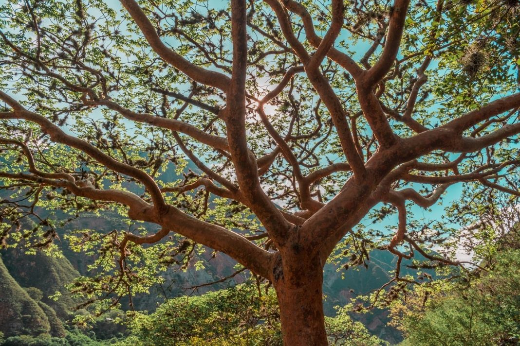 Selva caducifolia: características, clima, relieve, flora, fauna