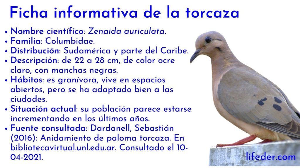 Ficha informativa: concepto, características, tipos, partes, ejemplos