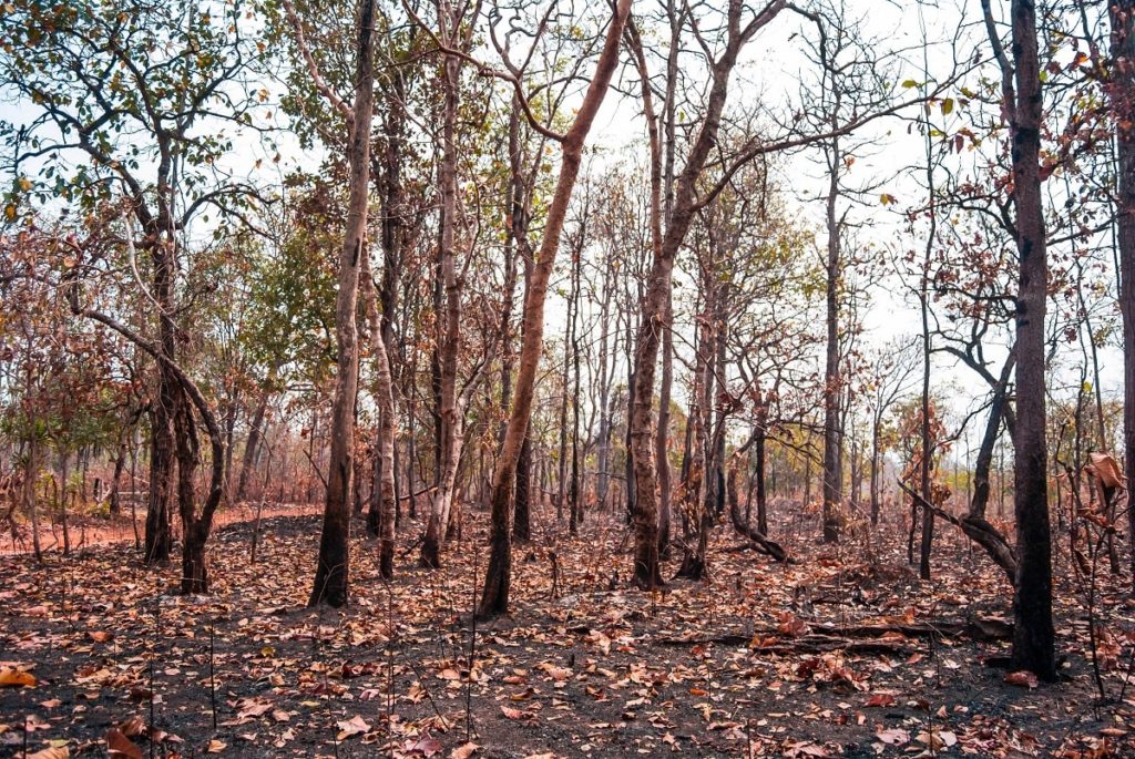 Selva Paranaense: características, clima, flora y fauna