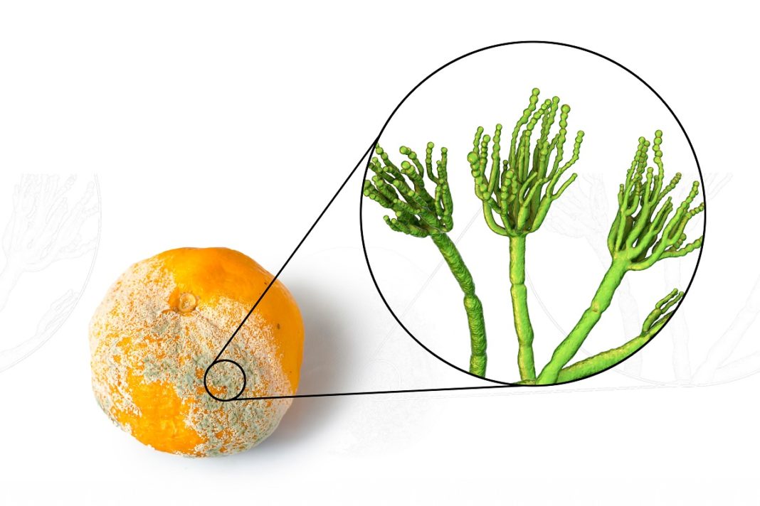 Conidios: concepto, características, origen, formación