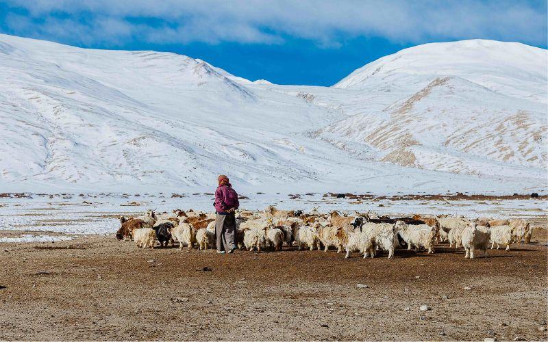 Nómadas y sedentarios: qué son, diferencias, características, ejemplos