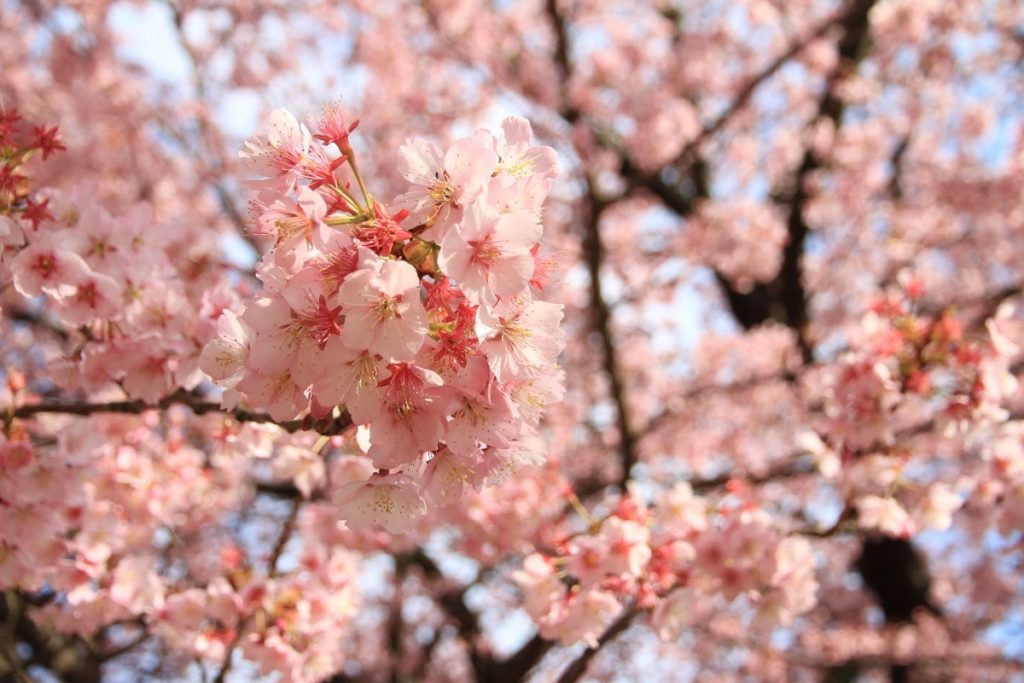 Flora y Fauna de Asia