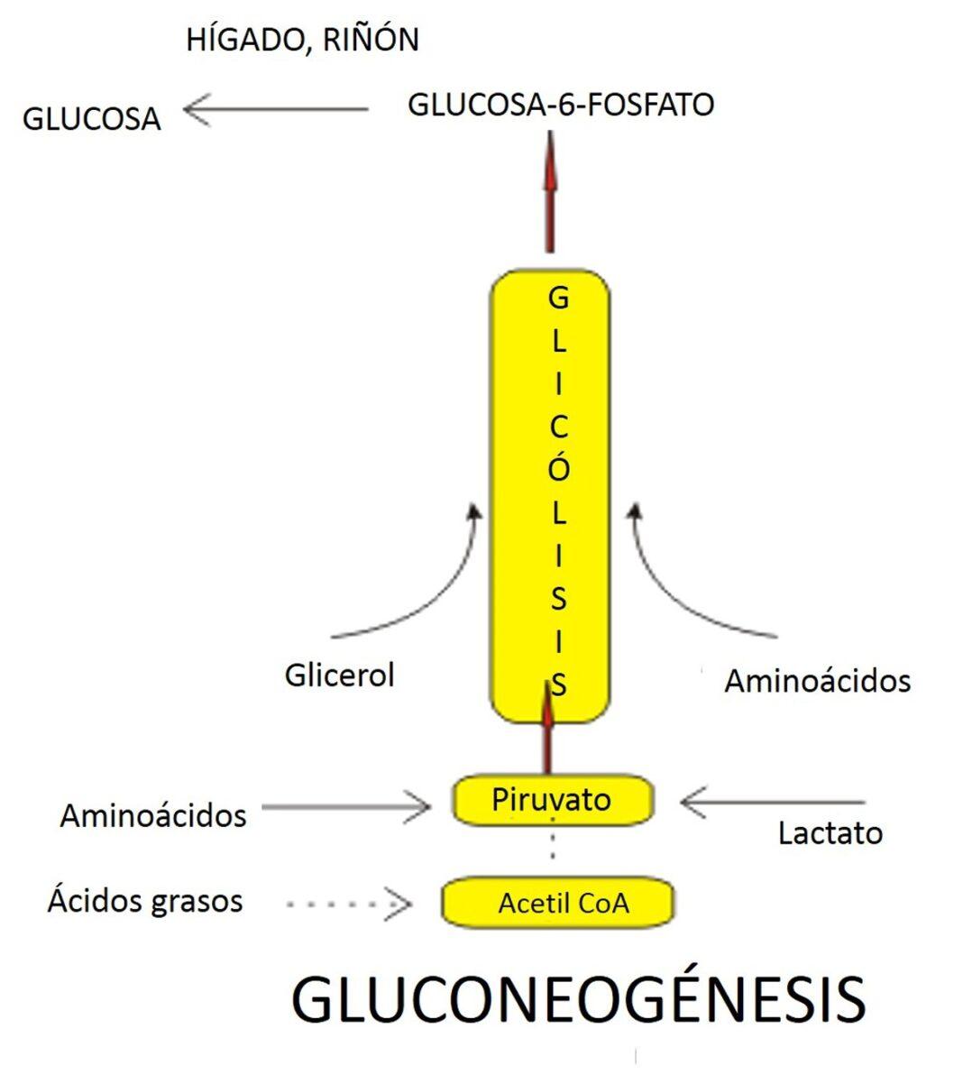 Gluconeogénesis: qué es, características, etapas (reacciones ...