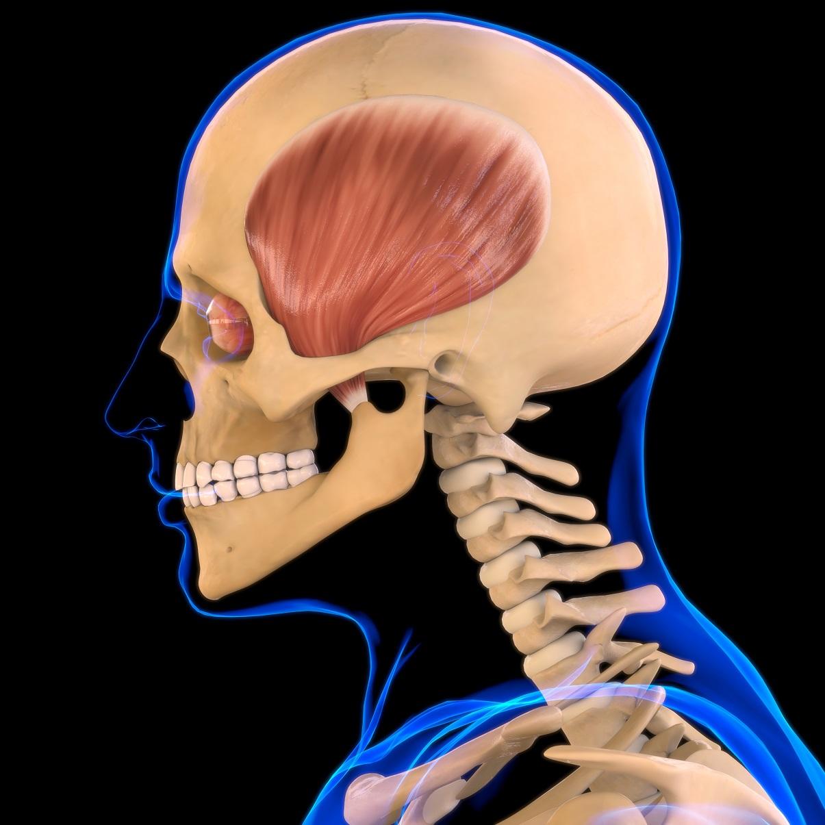 Músculo temporal: qué es, funciones, origen, inserción, irrigación
