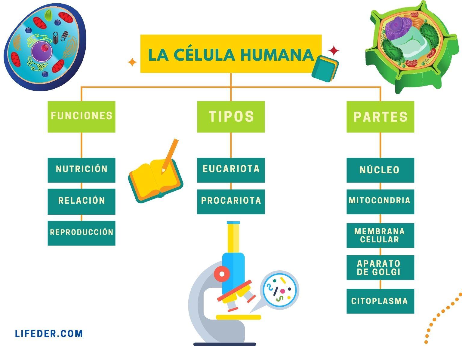 Mapa conceptual: qué es, características, cómo hacerlo, ejemplos
