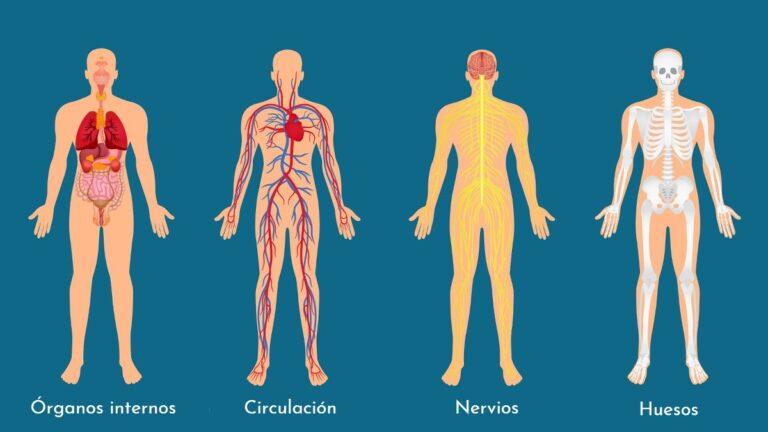 Diferencia entre sistema y aparato (cuadro comparativo y ejemplos)