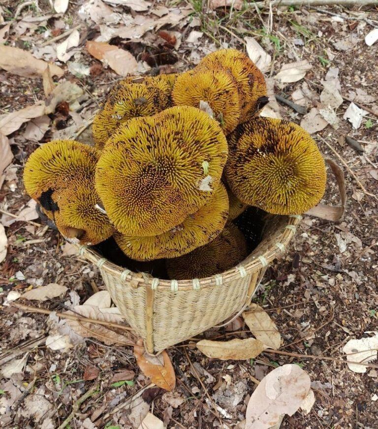 Lista de 22 frutas que empiezan con E