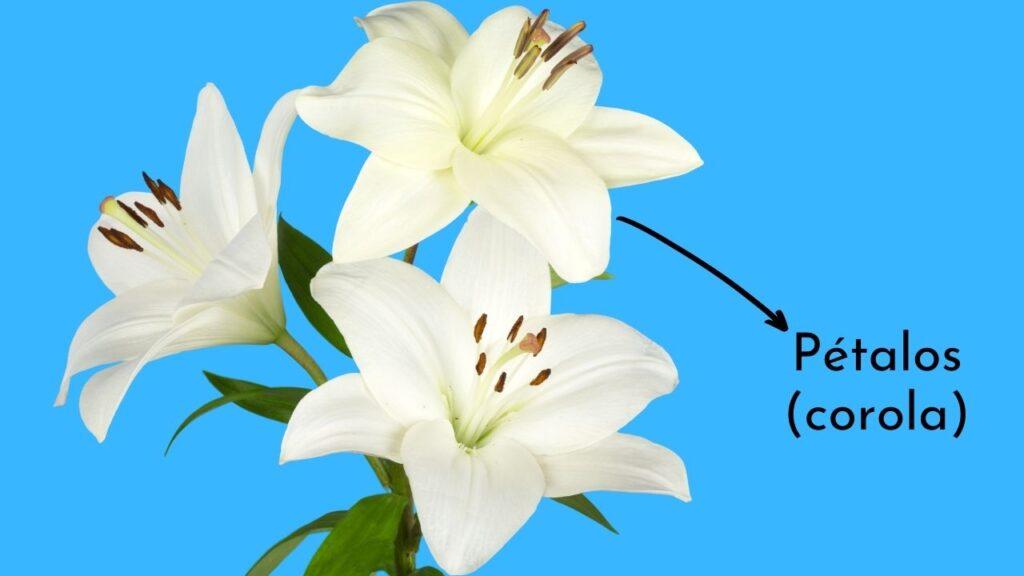 Corola: qué es, características, partes, tipos, funciones