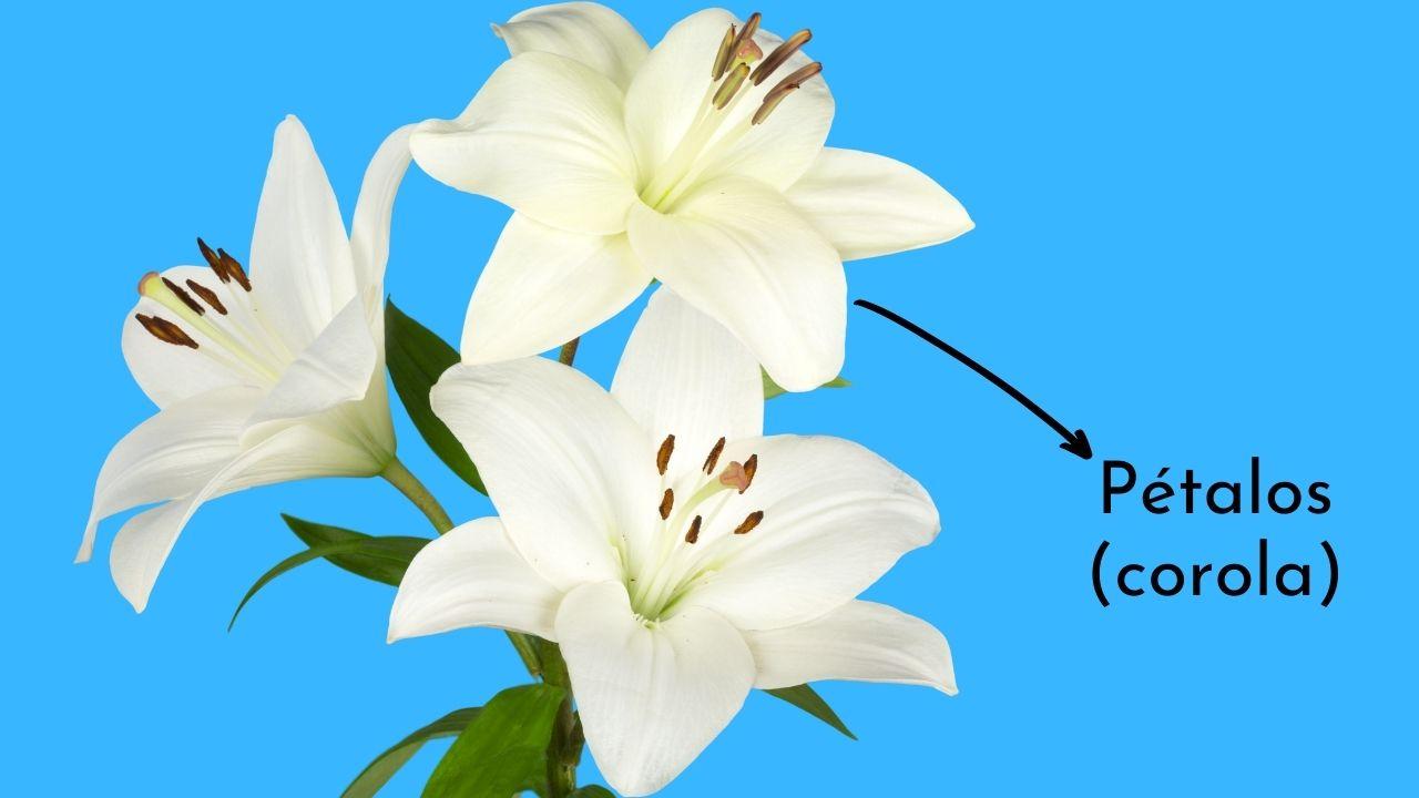 Corola: qué es, características, partes, tipos, funciones