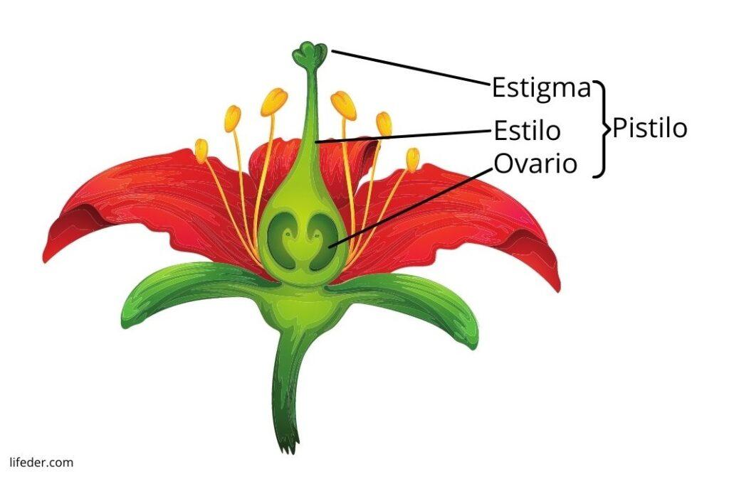 Pistilo: qué es, características, partes, funciones
