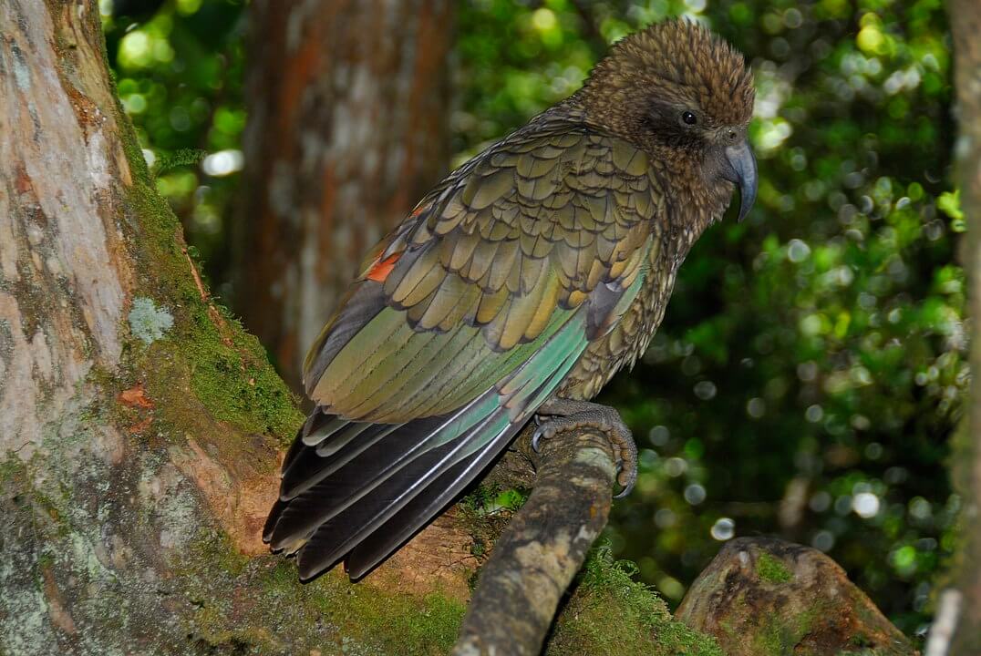 Lista de 19 animales que empiezan con K