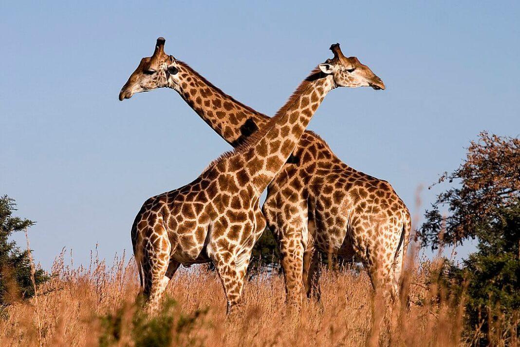 Lista de 22 animales que empiezan con J
