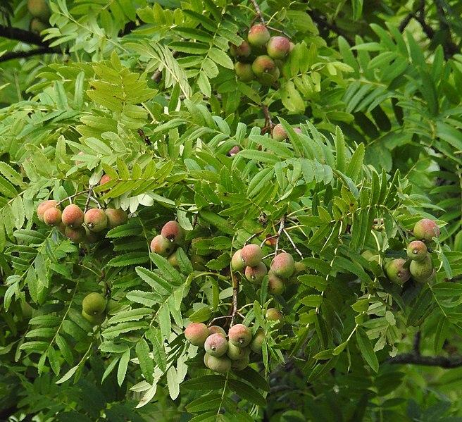 Lista de 16 frutas que empiezan con S