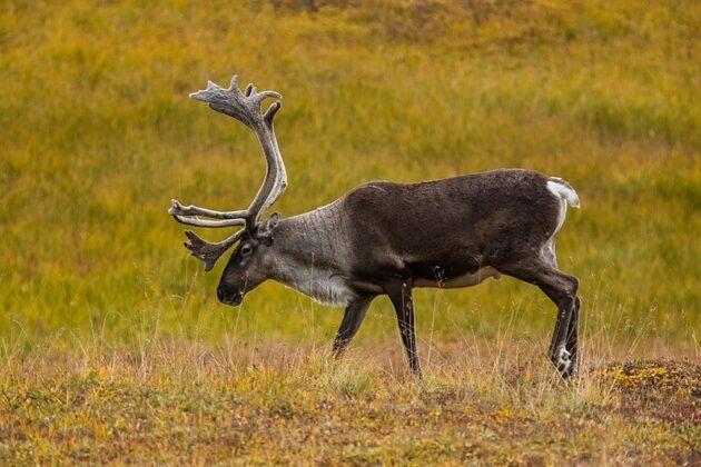 Flora y fauna de Canadá: especies principales