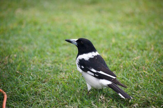 Lista de 22 animales que empiezan con V