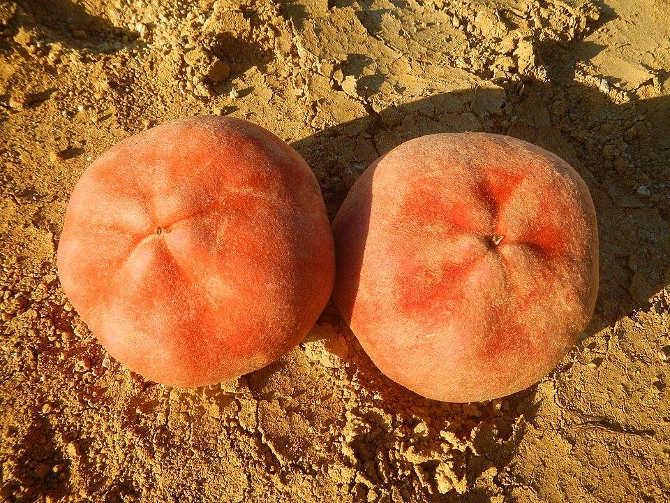 Las 19 frutas que empiezan con M más conocidas