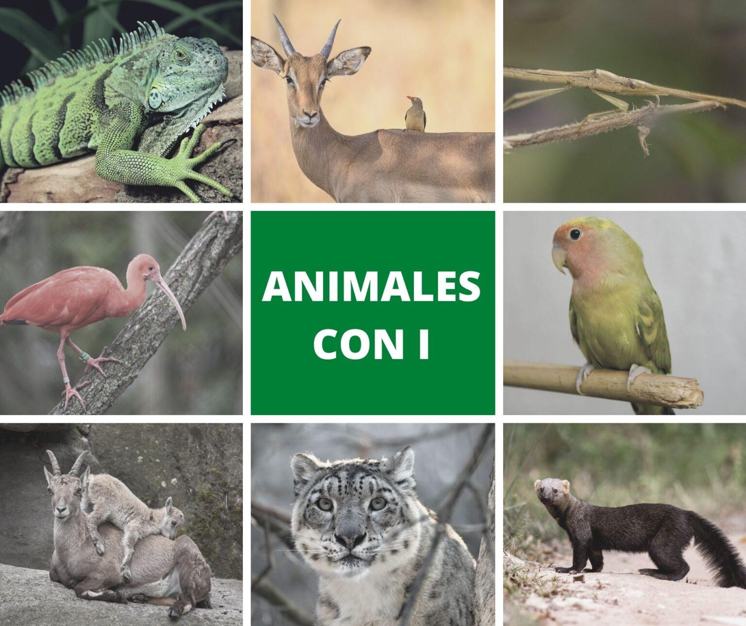 Lista de 21 animales que empiezan con U