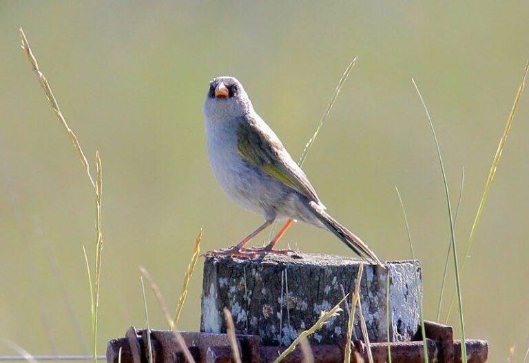 Lista de 22 animales que empiezan con V