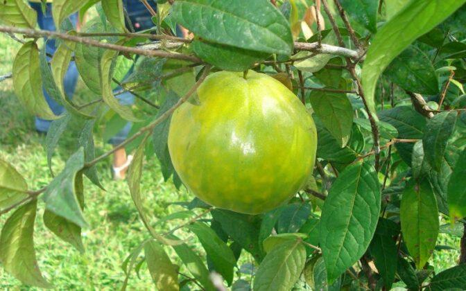 Lista de frutas que empiezan con A