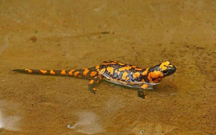 Flora y fauna de Sinaloa: animales y plantas más comunes