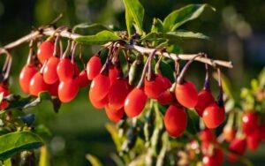 Lista de frutas que empiezan con G