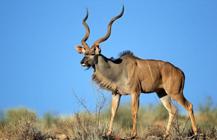 Lista de 19 animales que empiezan con K