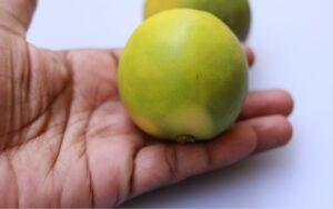 Lista de frutas que empiezan con L