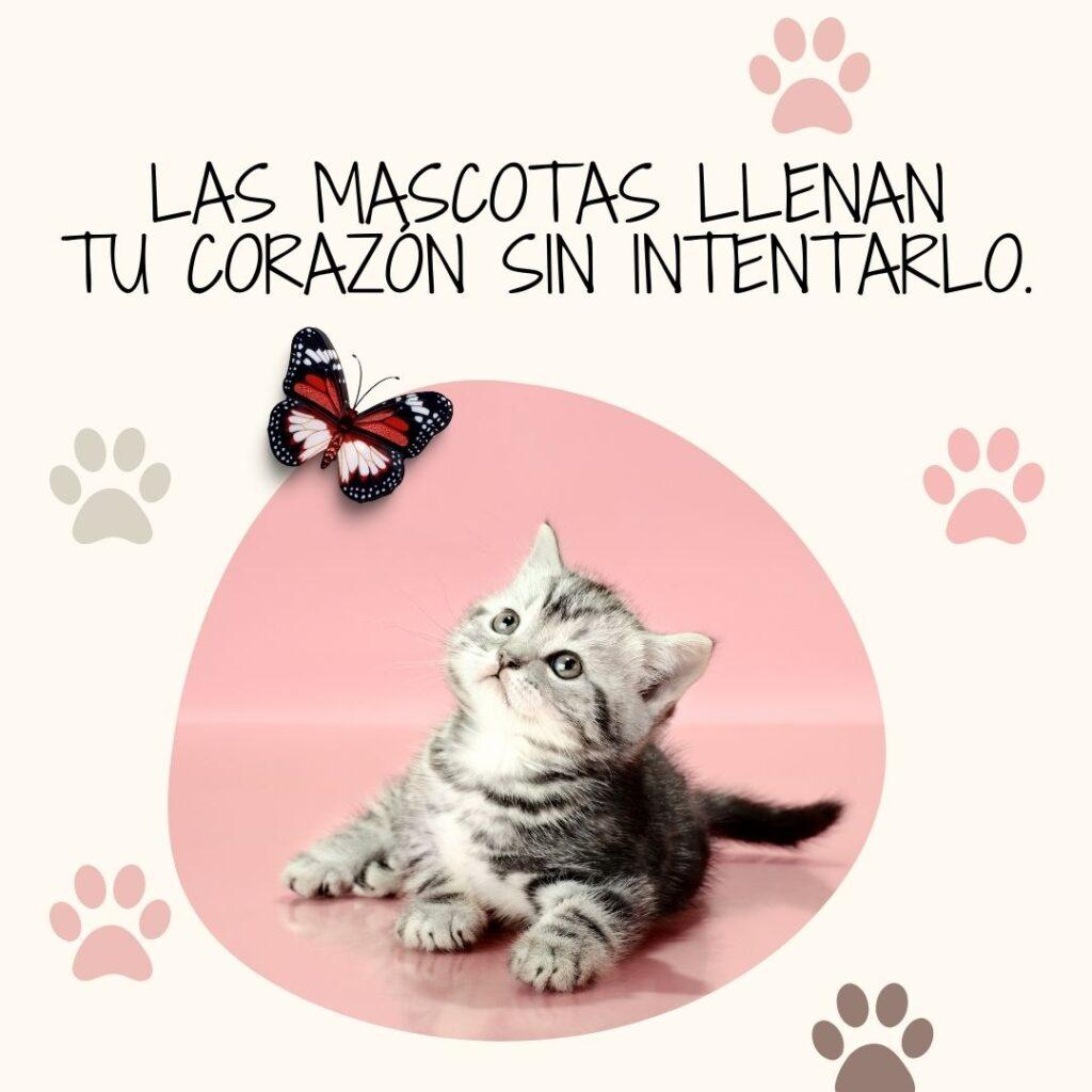 85 frases de animales y mascotas para dedicar, reflexionar y compartir