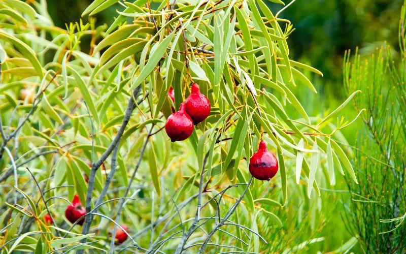 Lista de frutas que empiezan con Q