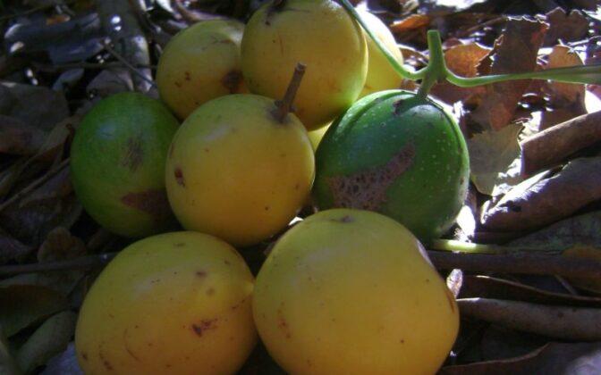 Lista de frutas que empiezan con Q