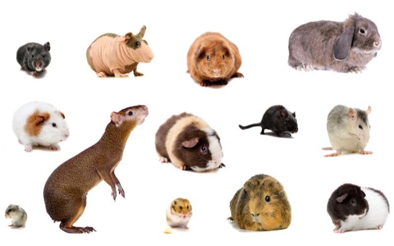 Roedores: qué son, evolución, características, alimentación, reproducción