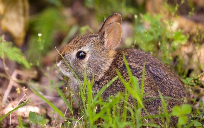 20 animales del bosque y sus características