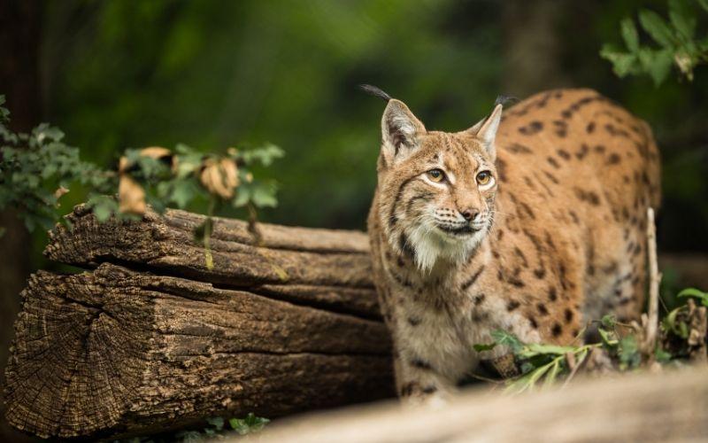 20 animales del bosque y sus características