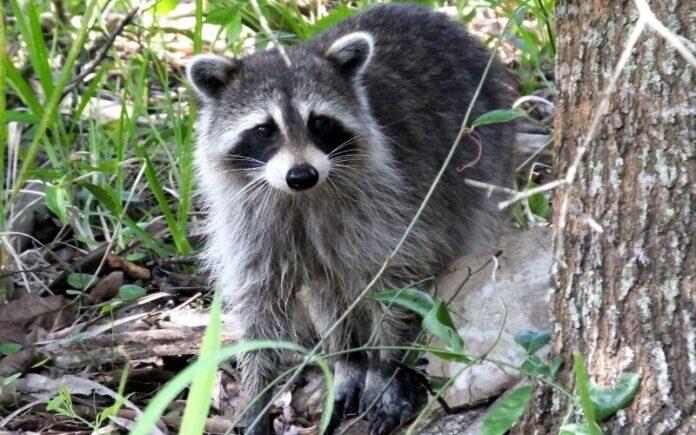 Los 15 animales de Estados Unidos más destacados