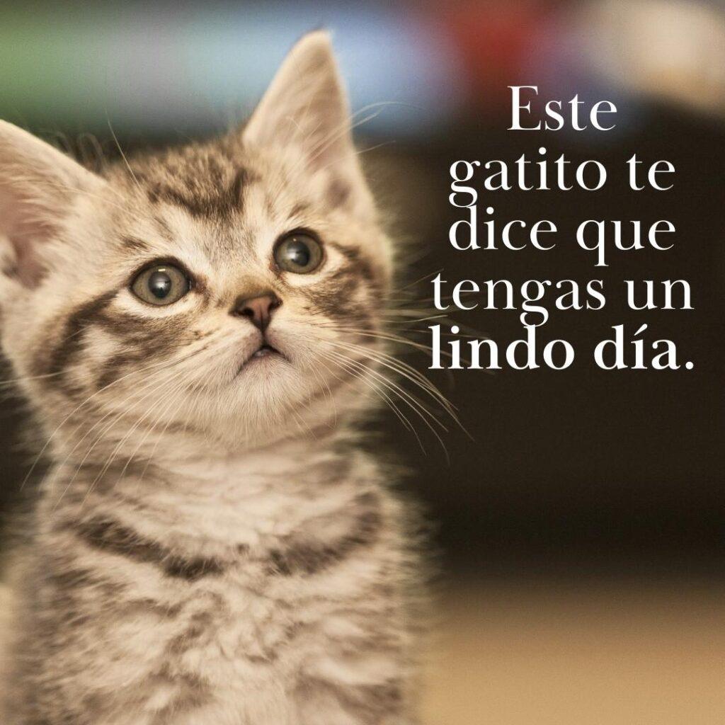 Espero Que Tengas Un Hermoso Dia Feliz Lunes! Frases E Imágenes Para