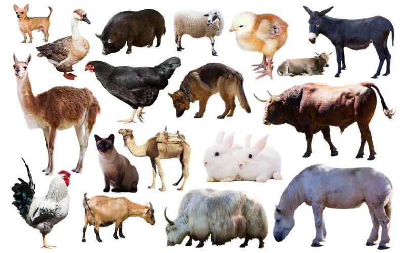 Animales domésticos: qué son, definición, características, ejemplos