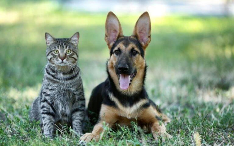 Animales domésticos: qué son, definición, características, ejemplos