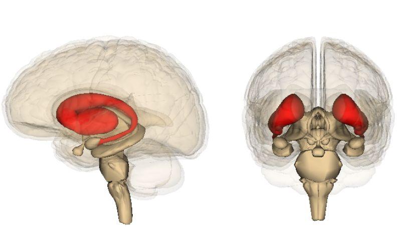Cuerpo estriado: qué es, características, anatomía, tipos y funciones