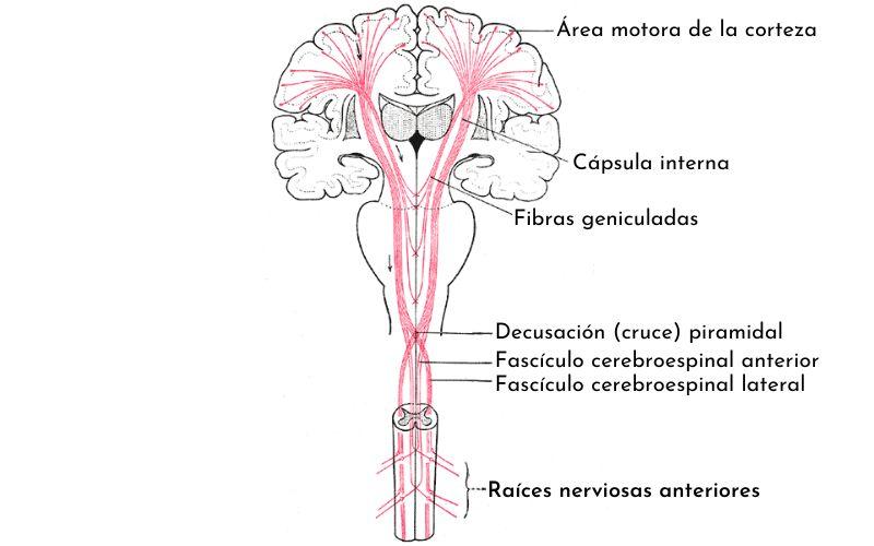 Vía piramidal: qué es, tractos, desarrollo, estructura y lesiones