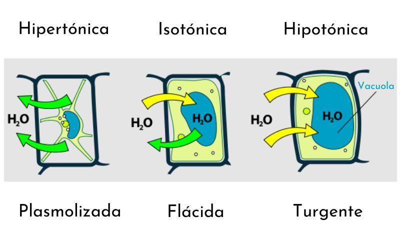 Plasmólisis: qué es, características, fases y tipos