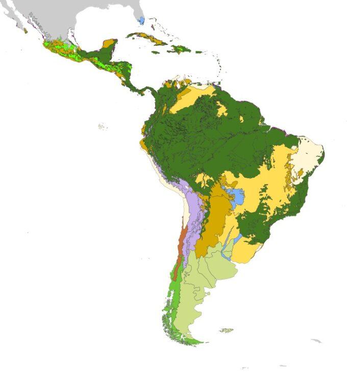 Biorregión neotropical (neotrópico): qué es, clima, vegetación y fauna