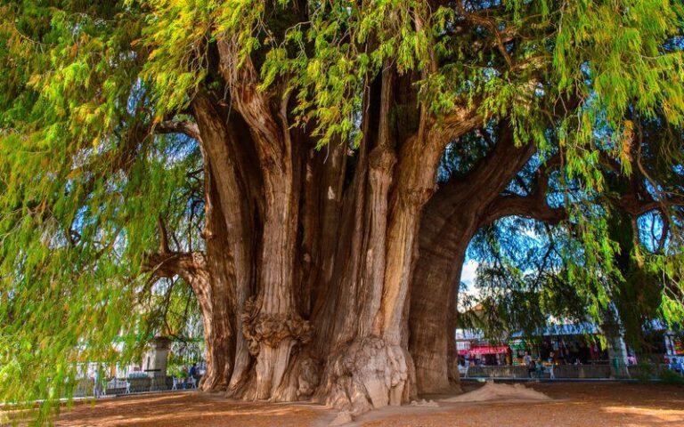 Ahuehuete: su ciclo de vida, hábitat, morfología y significado