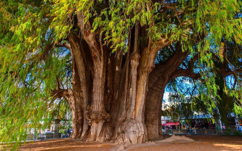 Ahuehuete: su ciclo de vida, hábitat, morfología y significado
