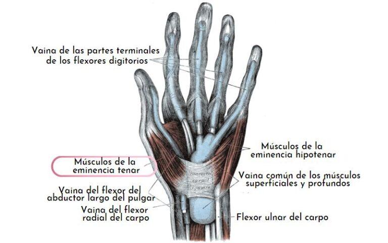 Eminencia tenar: qué es, músculos, enfermedades y tratamientos