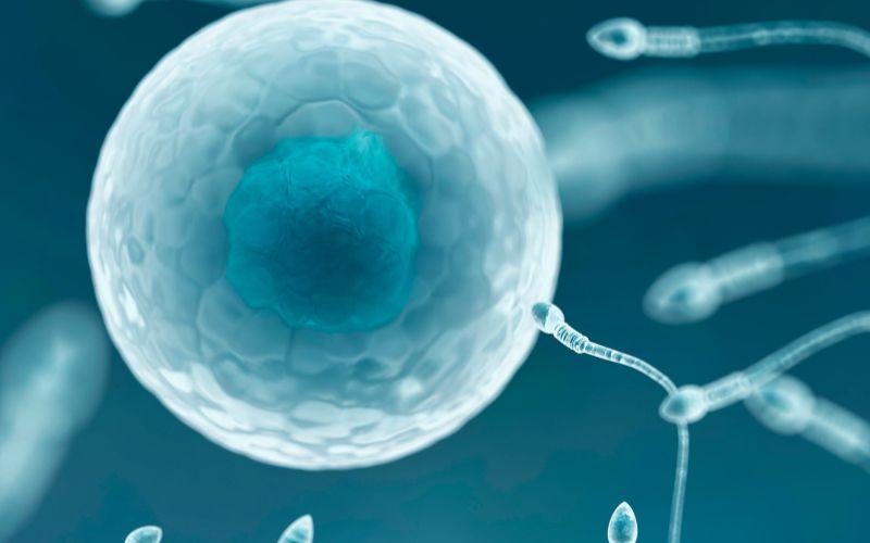 Importancia de la reproducción: 10 razones