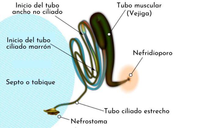 Metanefridios: qué son, estructura, función, apariencia