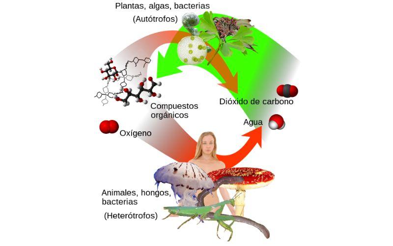 Nutrición holozoica: qué es, etapas y sus características, ejemplos